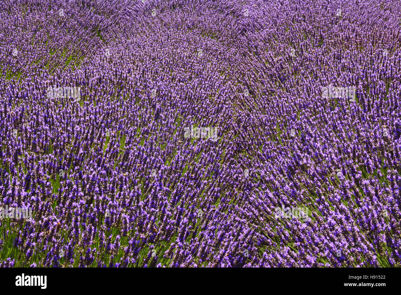 Commercial lavender farm hi-res stock photography and images - Alamy
