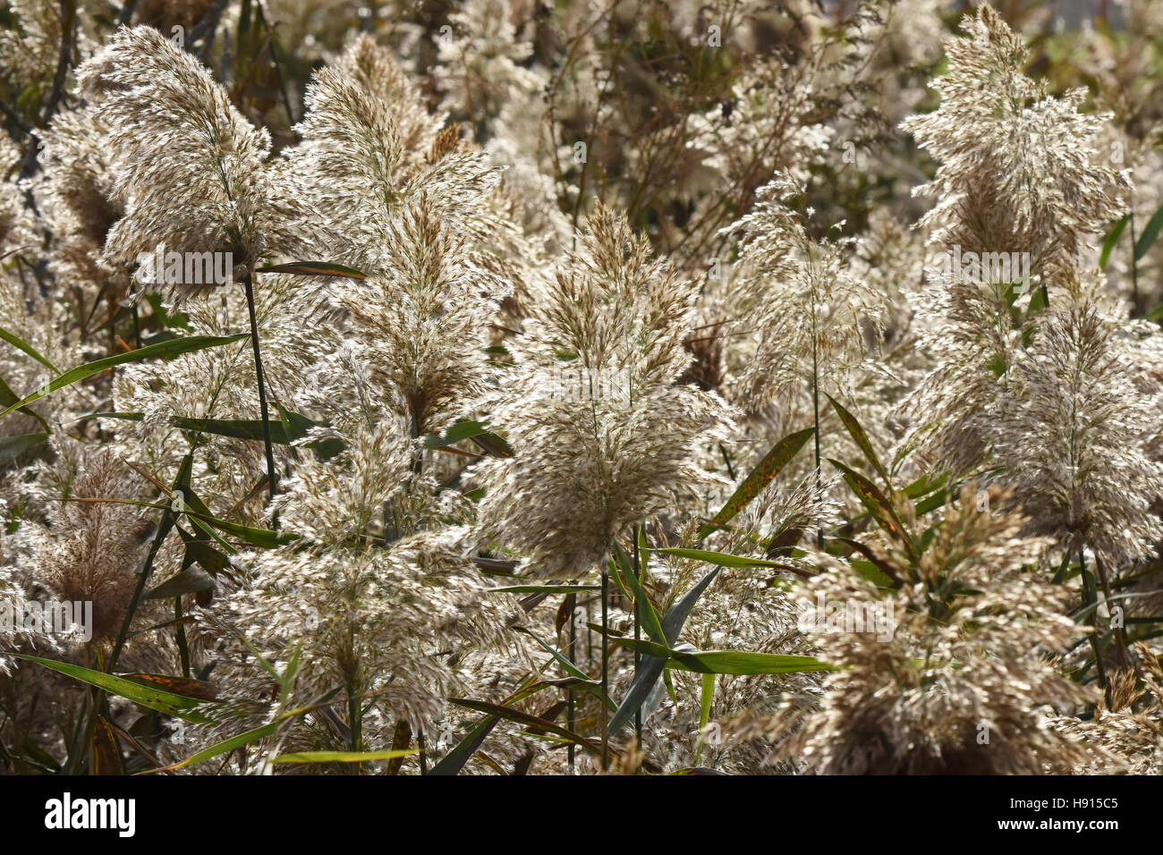 Wetlands reed hi-res stock photography and images - Alamy