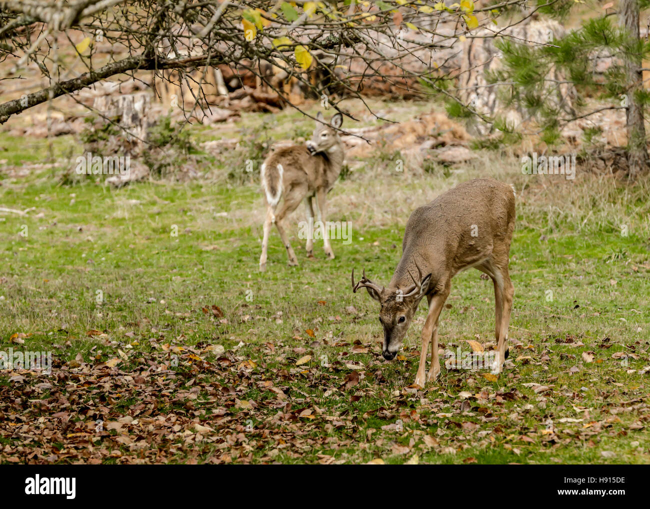 Buck grazing hi-res stock photography and images - Alamy