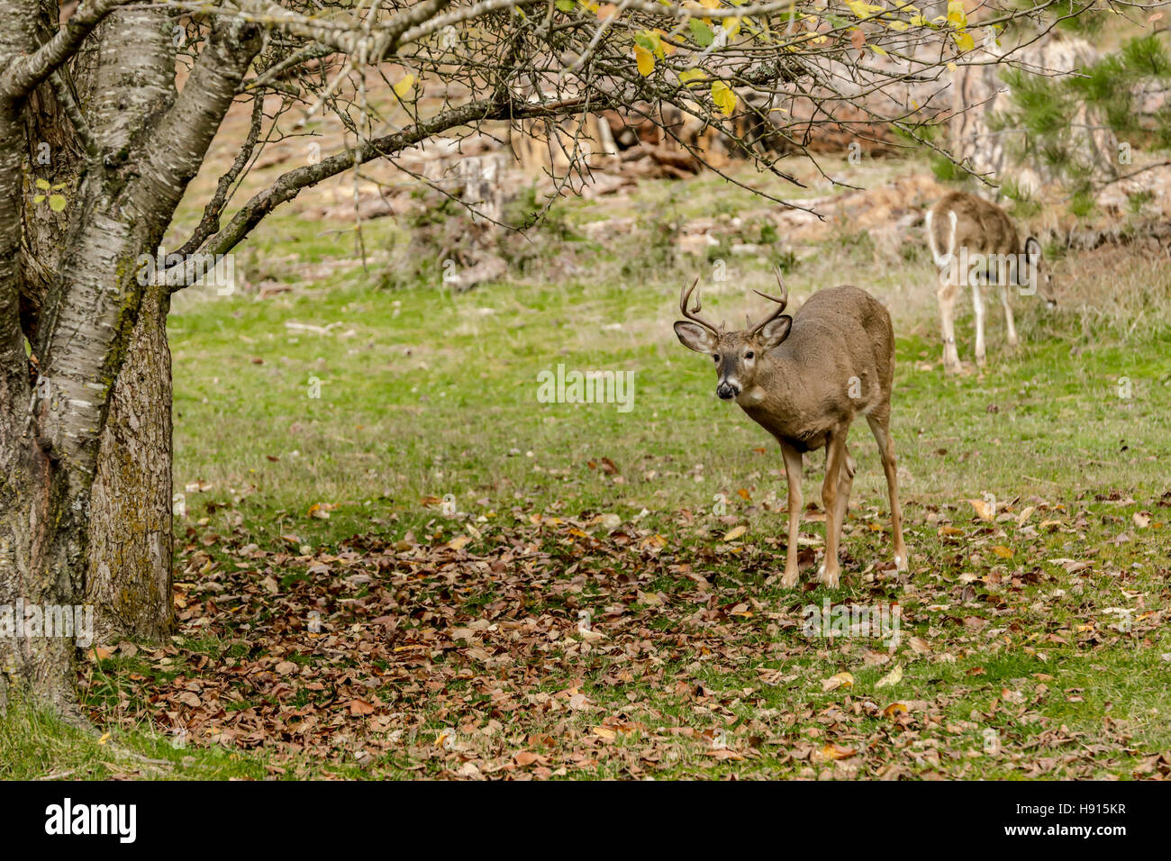 White tail buck by tree Stock Photo - Alamy