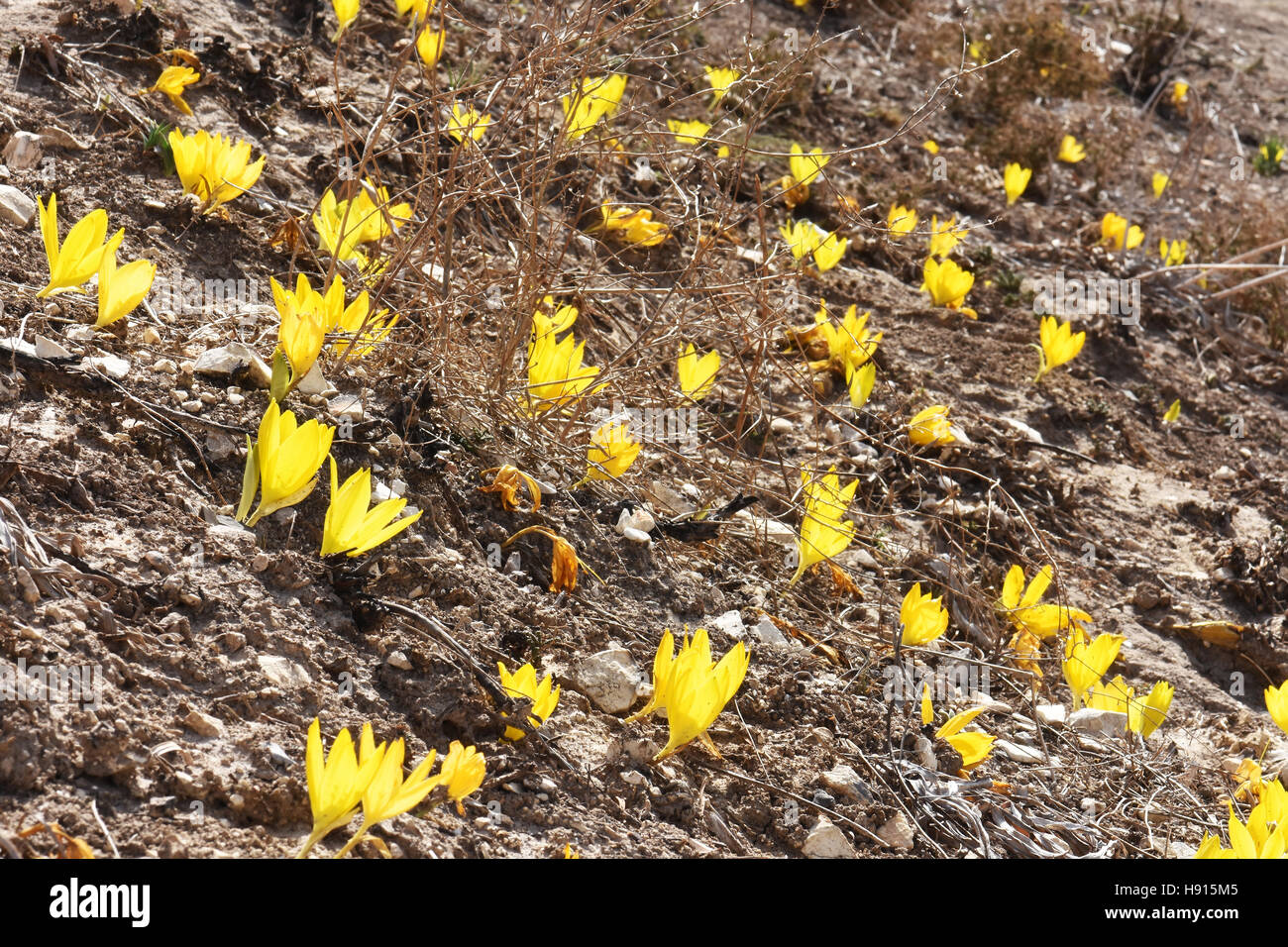 Sternbergia flower Patch Stock Photo - Alamy