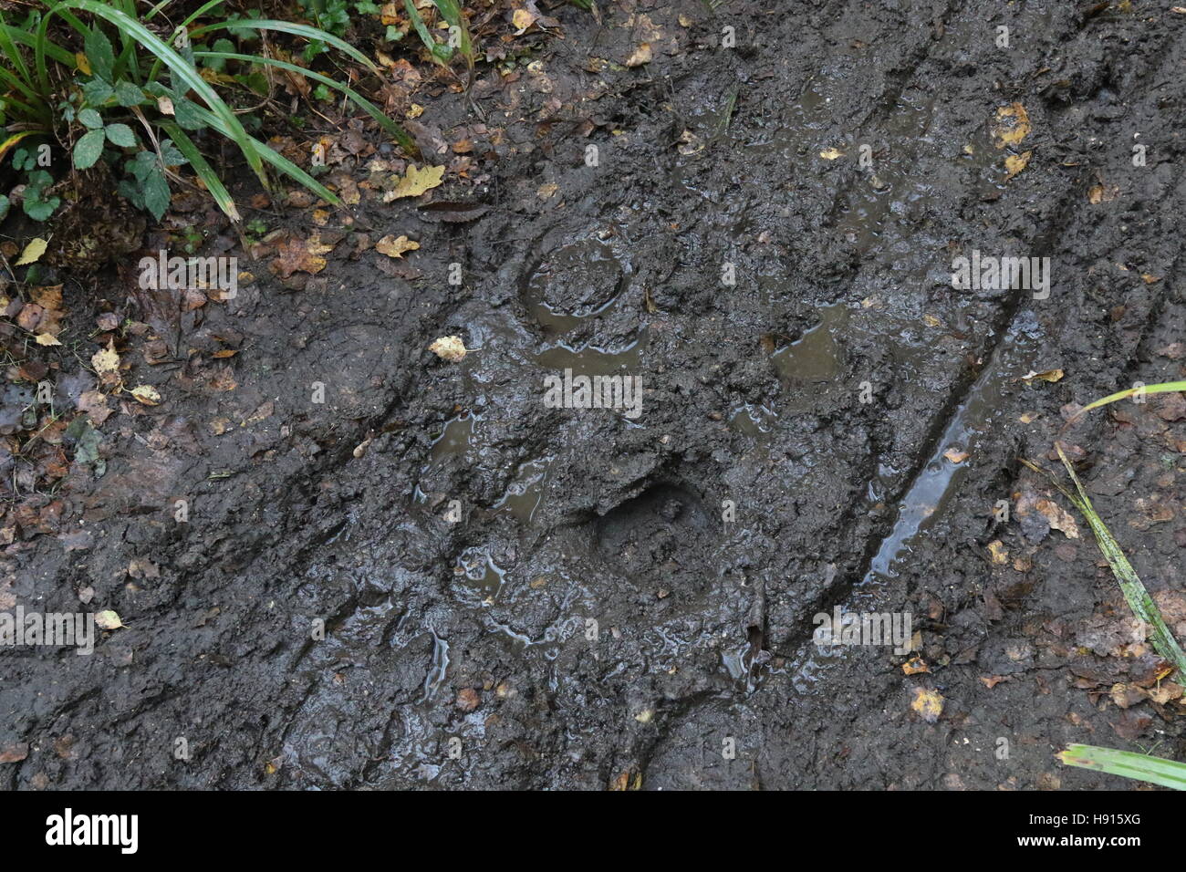 Horse hoof prints hi-res stock photography and images - Alamy