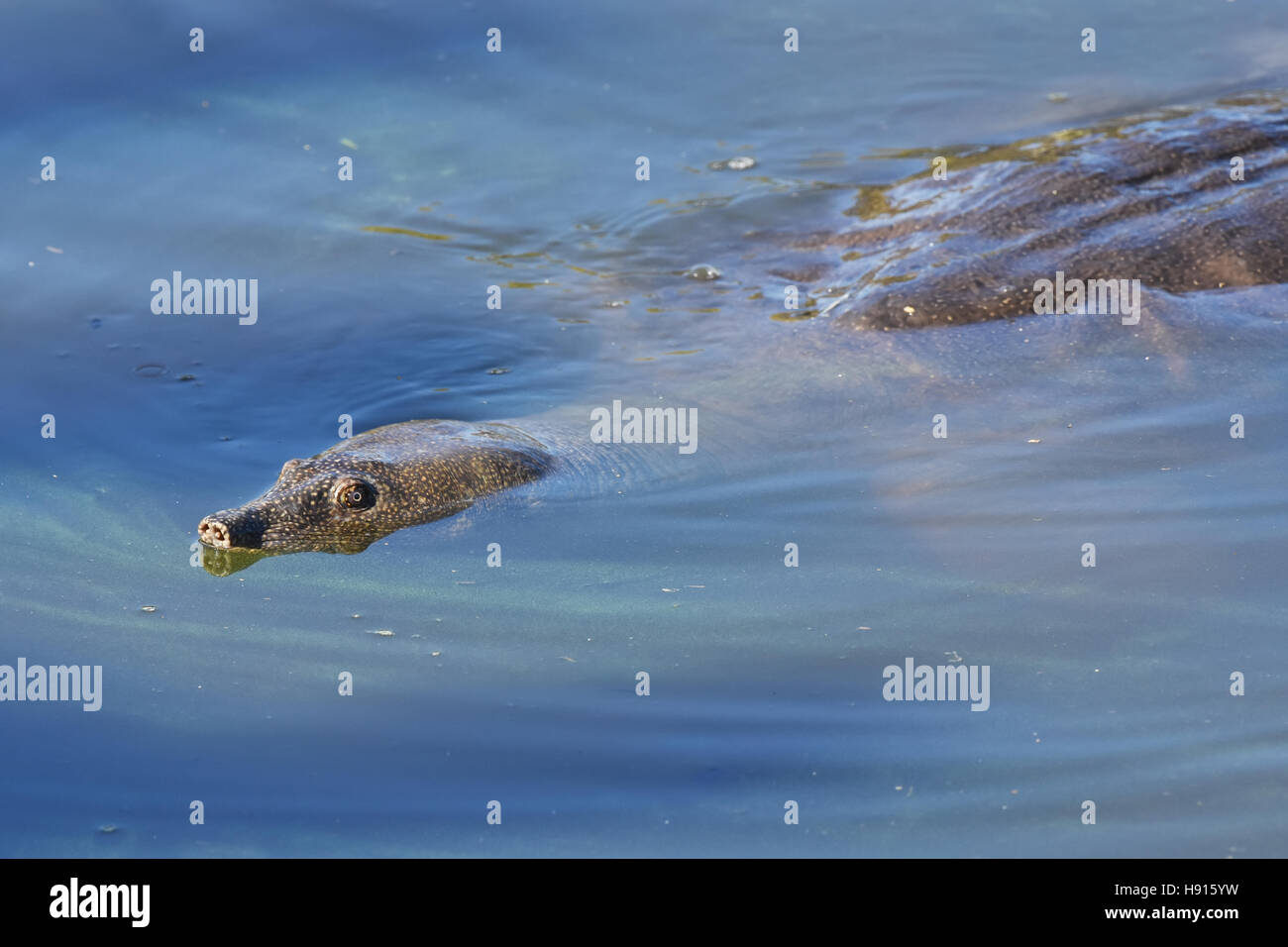 African softshell turtle hi-res stock photography and images - Alamy