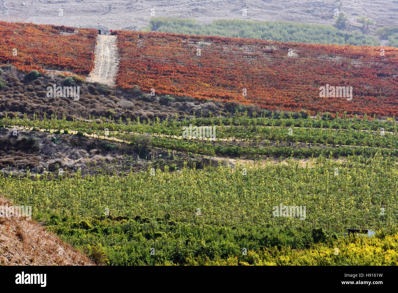 Vineyards in the Galilee , Israel Stock Photo - Alamy