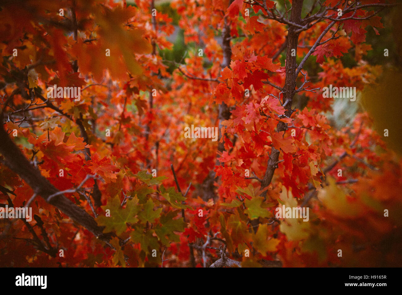 Fall textures hi-res stock photography and images - Alamy