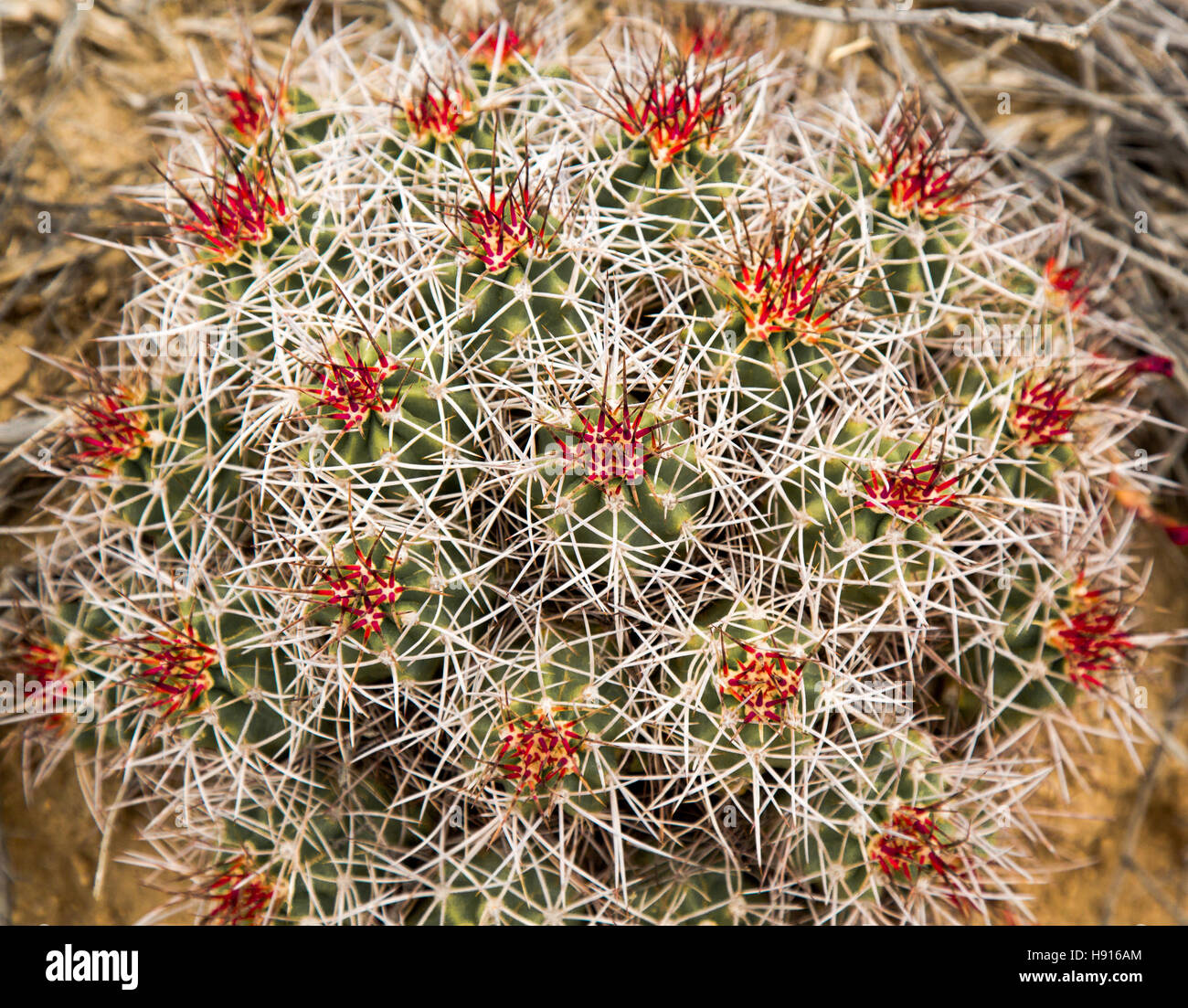 Round cactus plants hi-res stock photography and images - Alamy
