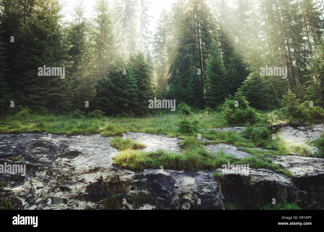 Morning sunshine through tree green hi-res stock photography and images ...