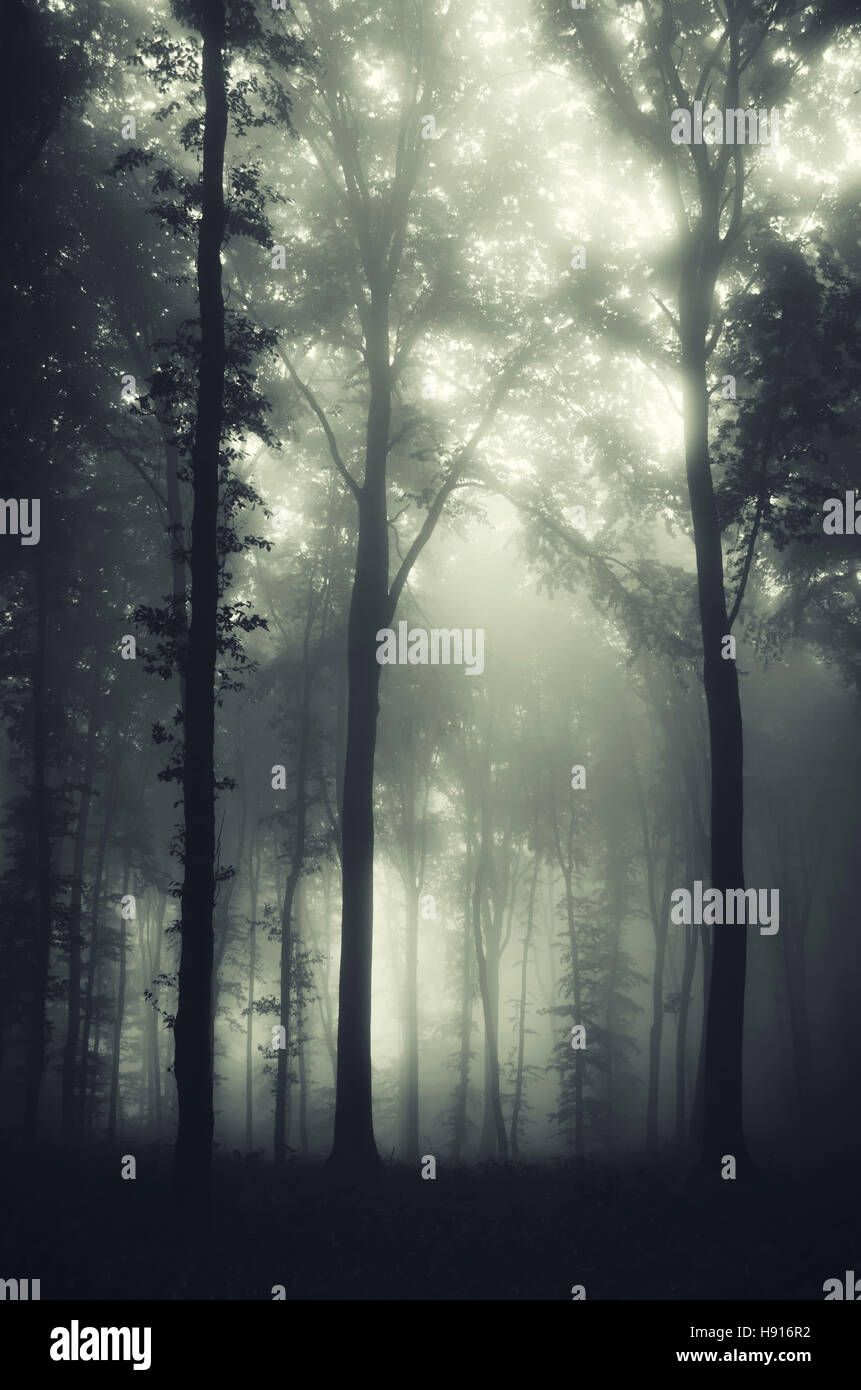 dark misty forest background Stock Photo - Alamy