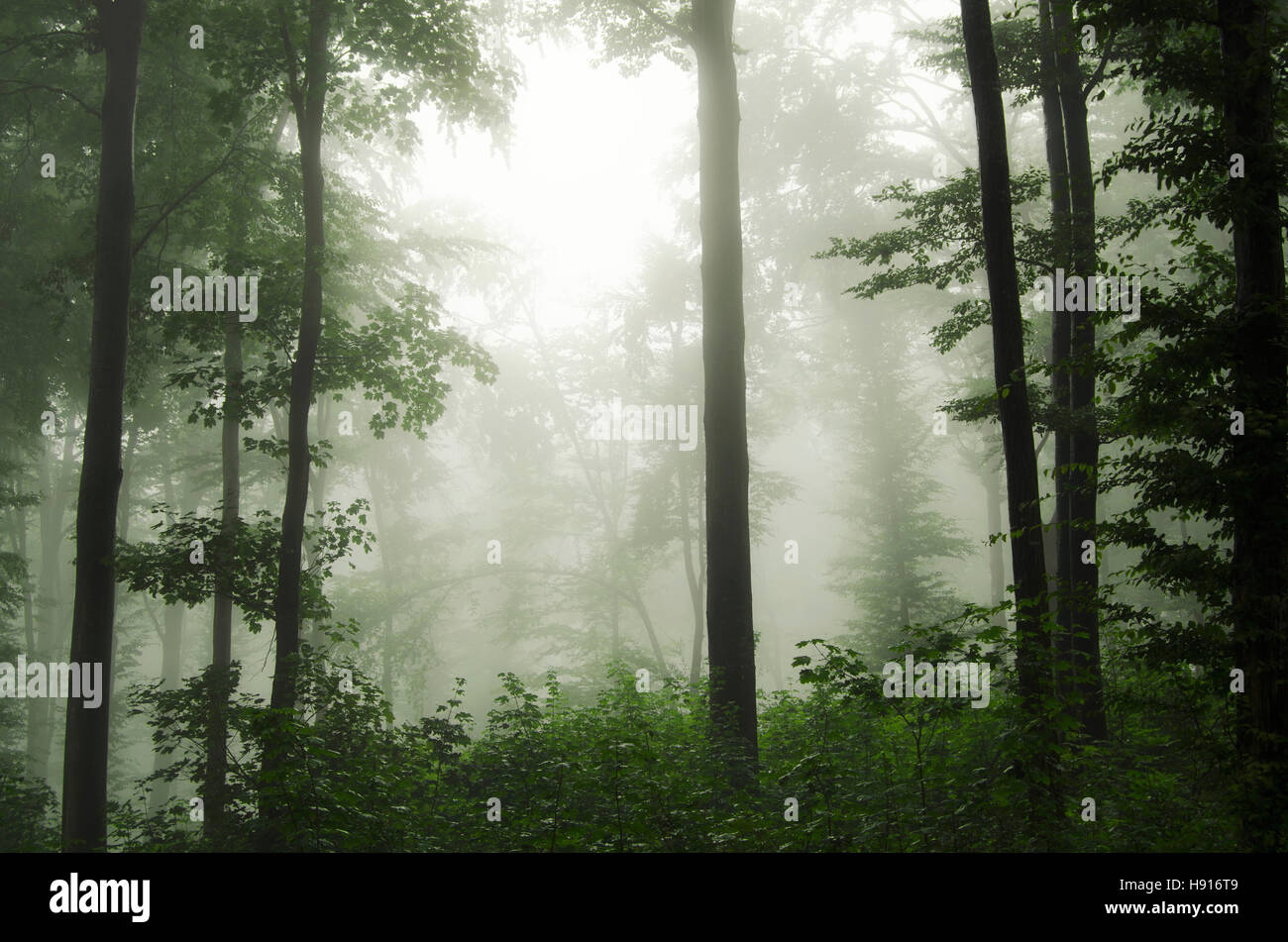 green misty forest landscape Stock Photo - Alamy