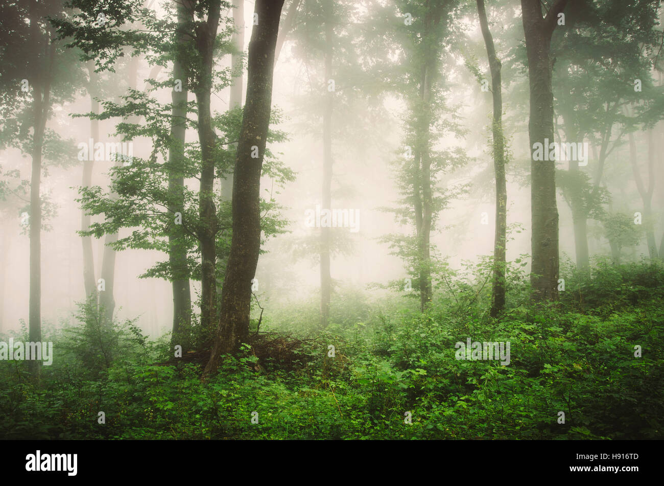green misty forest landscape Stock Photo - Alamy