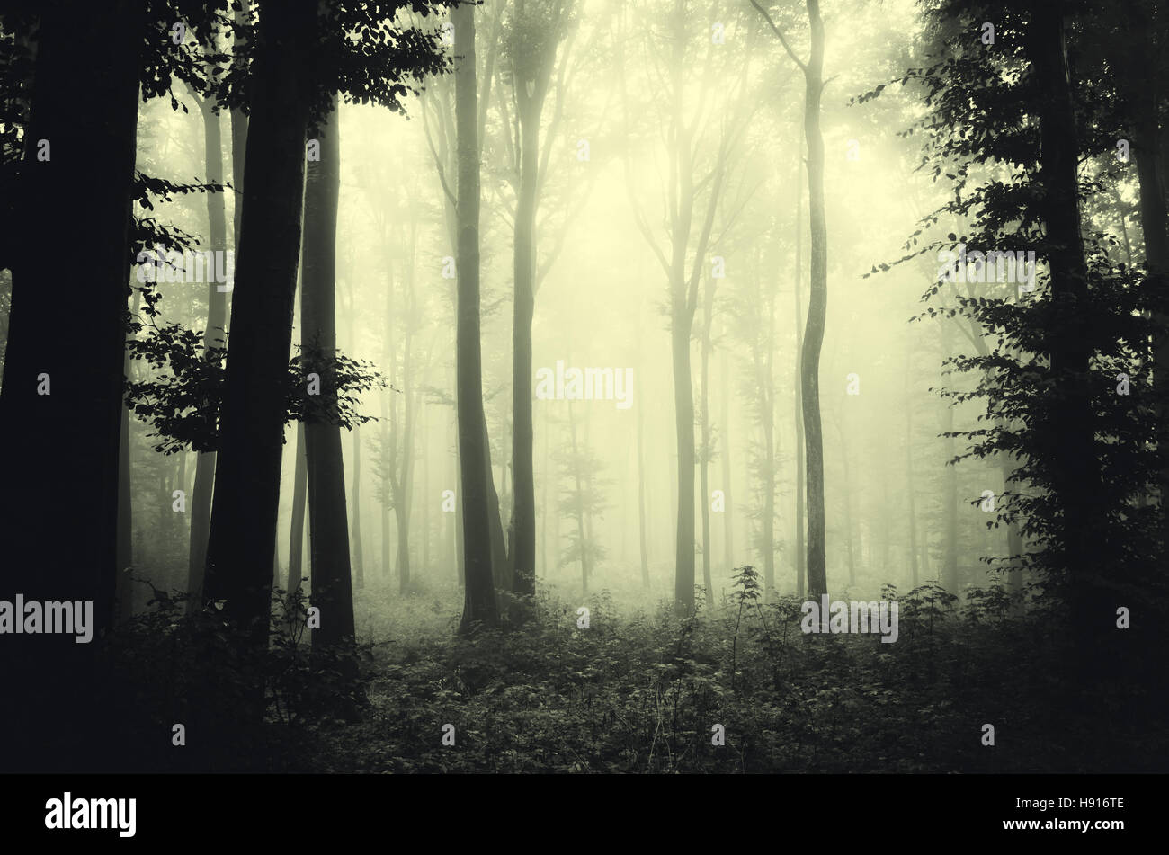 dark misty forest background Stock Photo - Alamy
