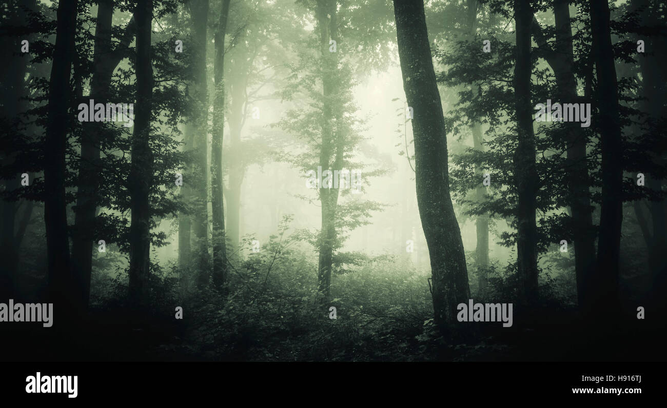 green misty forest landscape Stock Photo - Alamy