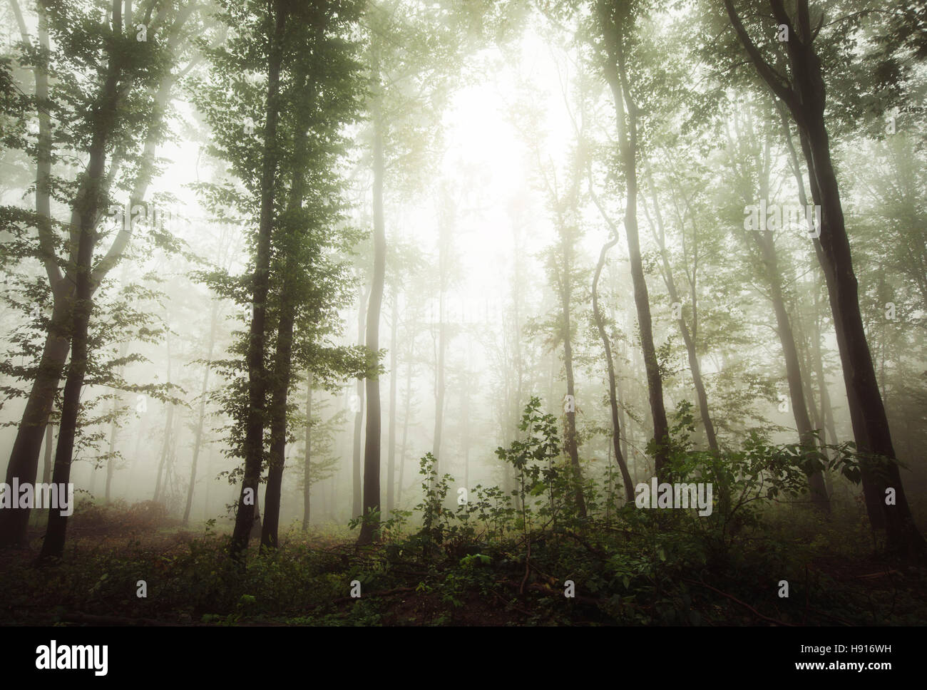 green misty forest landscape Stock Photo - Alamy