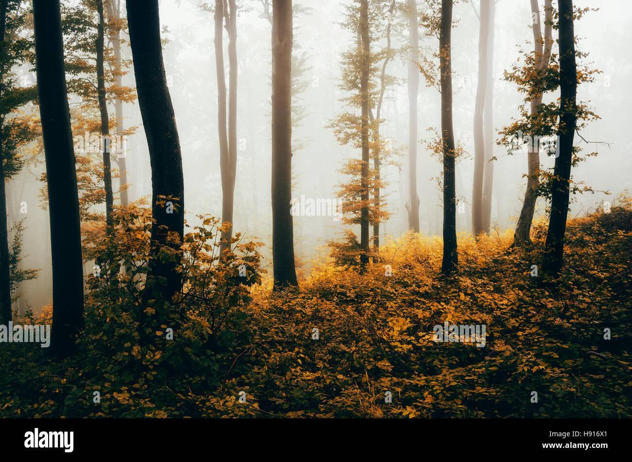 Rainy fall day in the woods hi-res stock photography and images - Alamy