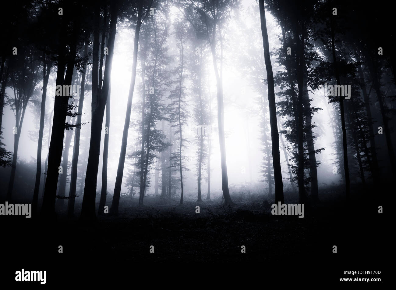 dark forest landscape background Stock Photo - Alamy