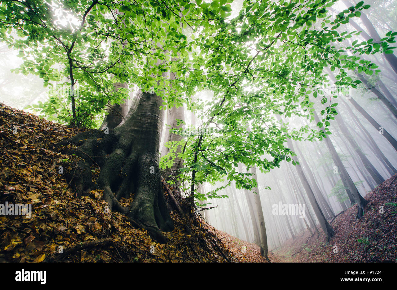 green misty forest landscape Stock Photo - Alamy