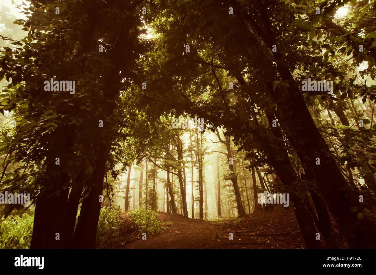 morning light in misty autumn forest Stock Photo - Alamy