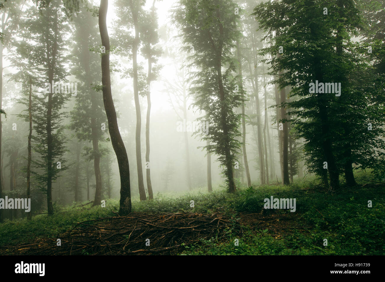 green misty forest landscape Stock Photo - Alamy