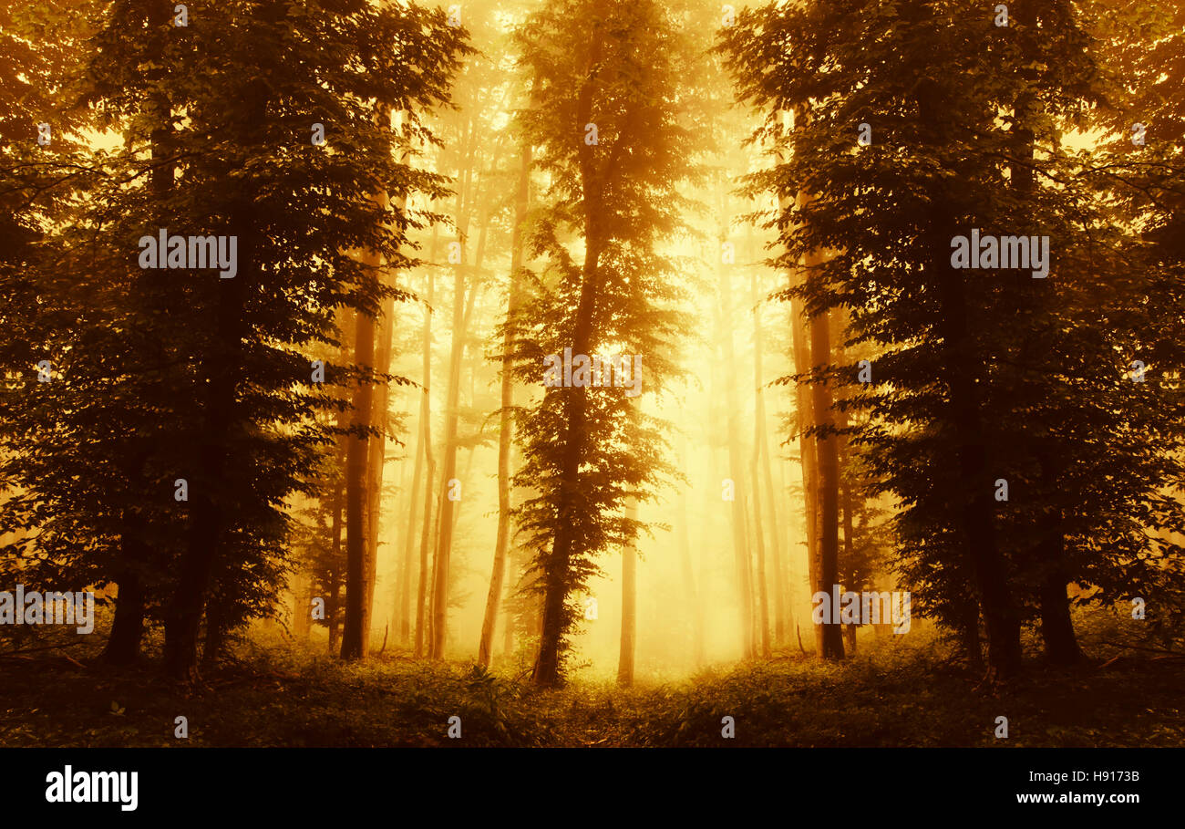 morning light in misty autumn forest Stock Photo - Alamy