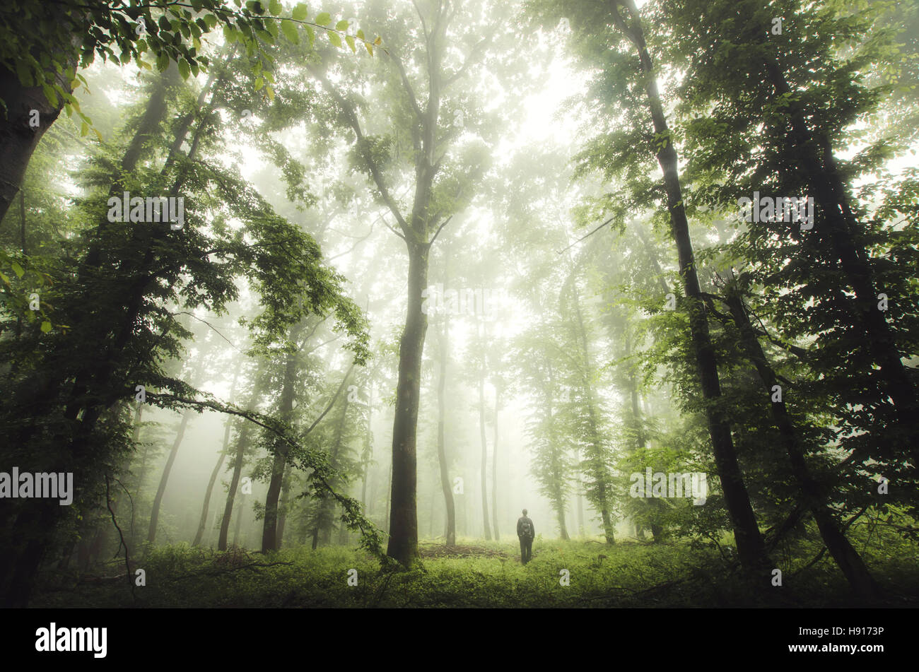 man exploring green wild forest Stock Photo - Alamy