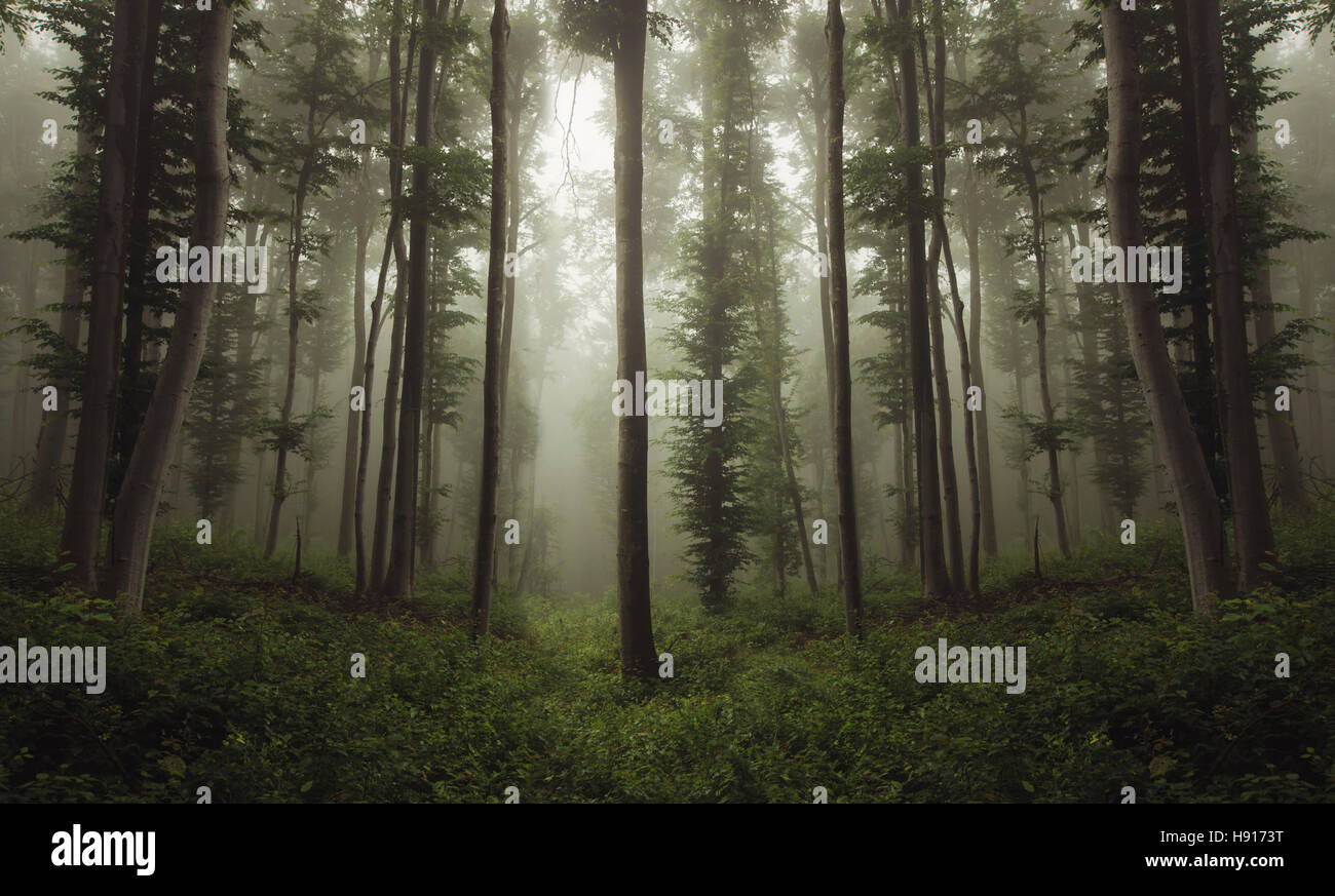 green misty forest landscape Stock Photo - Alamy