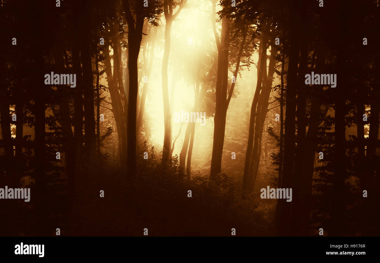 Misty dawn forest hi-res stock photography and images - Alamy