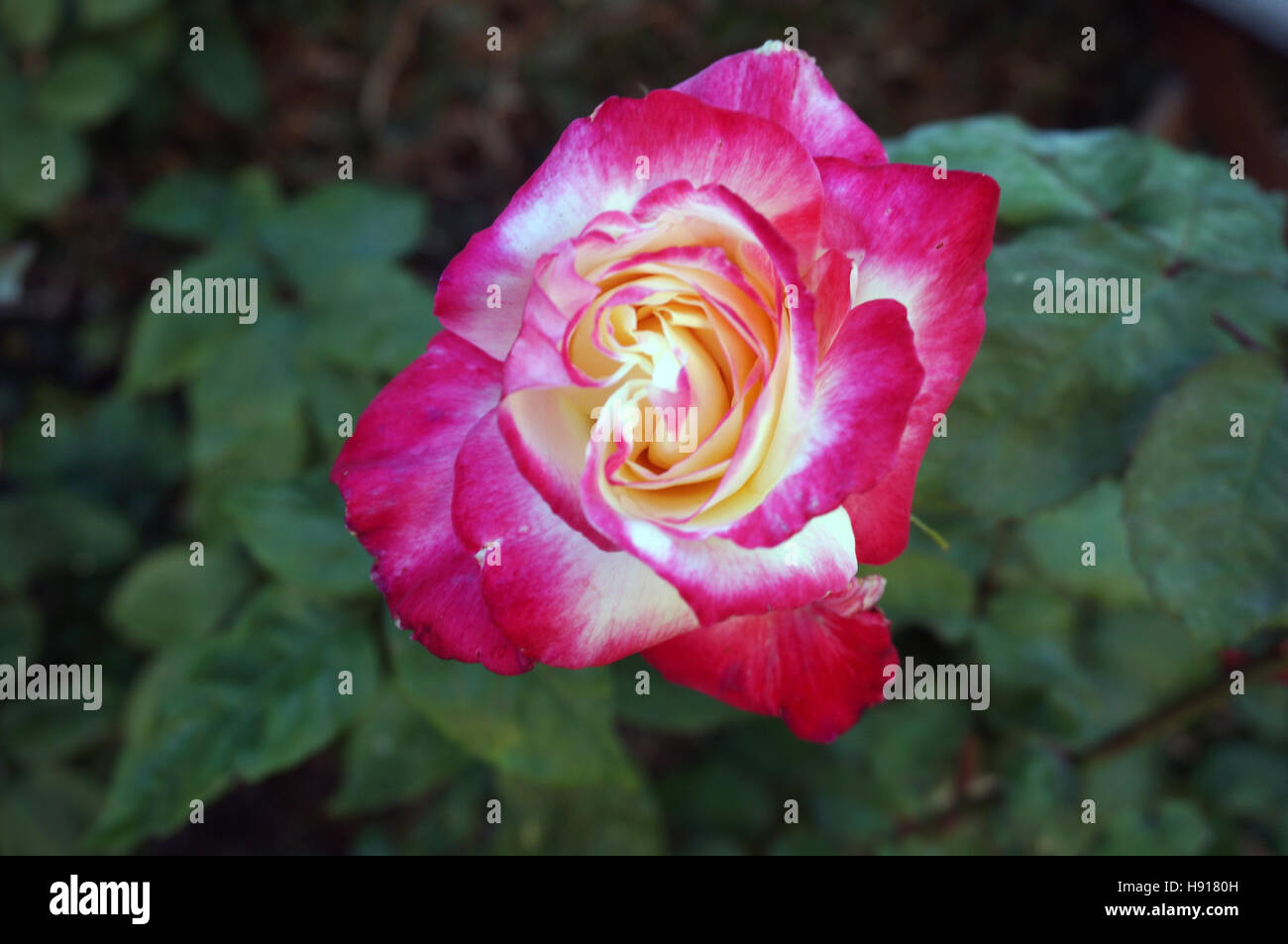 Variegated rose hi-res stock photography and images - Alamy