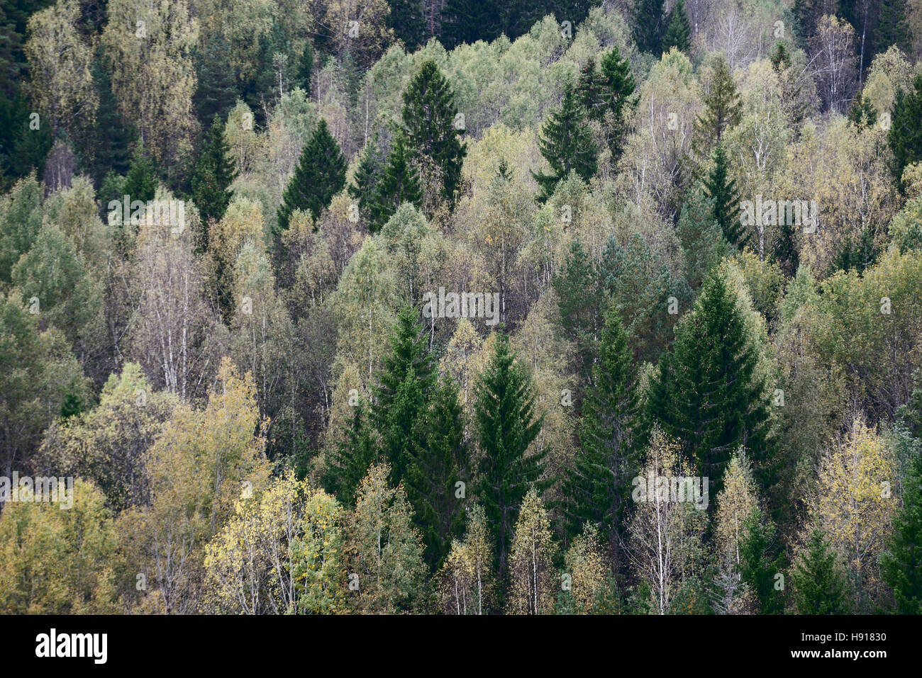 Sun and forest view hi-res stock photography and images - Alamy
