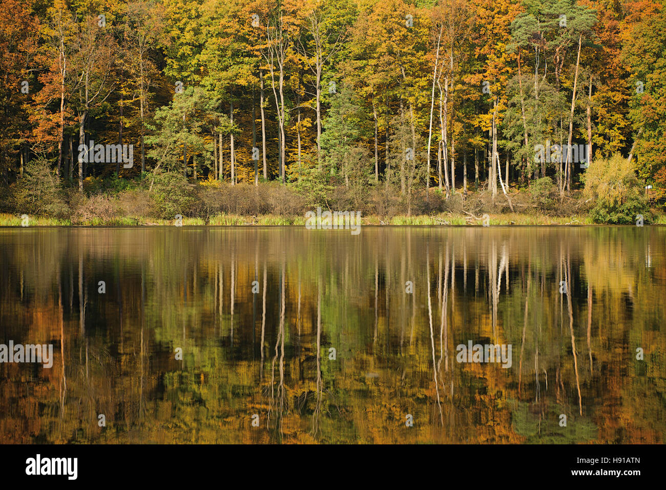 autumn landscape with forest and lake, autumnal weather Stock Photo - Alamy