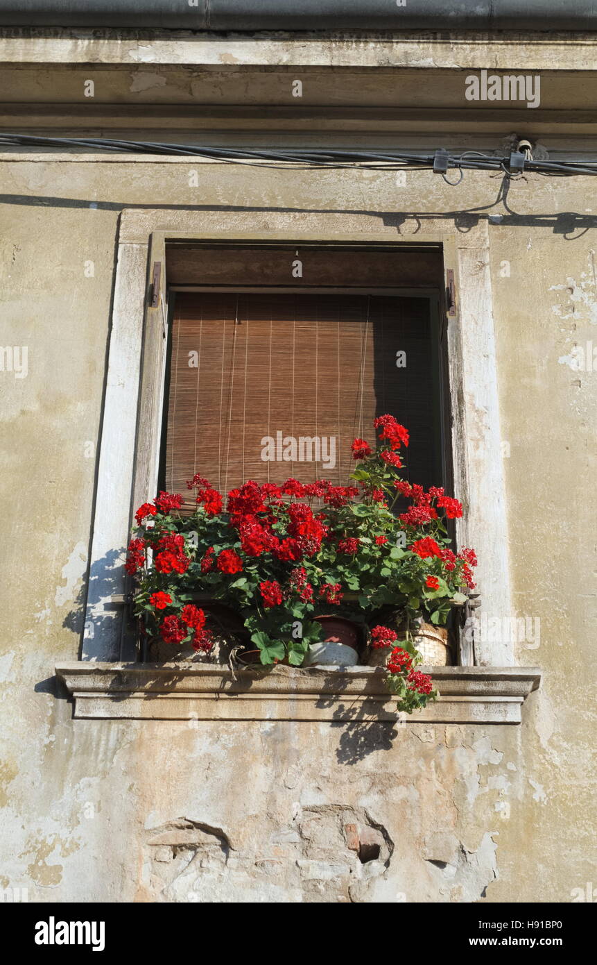 Old Mediterranean Window with Red Geranium Flowers Stock Photo - Alamy