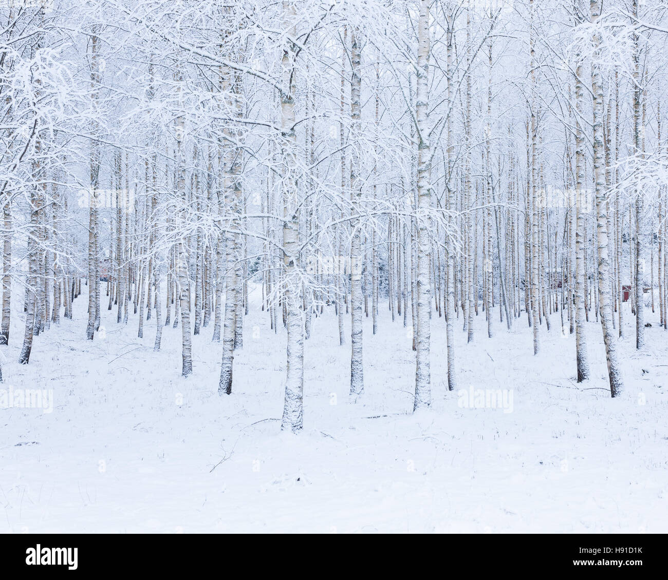 Birch trees snow hi-res stock photography and images - Alamy