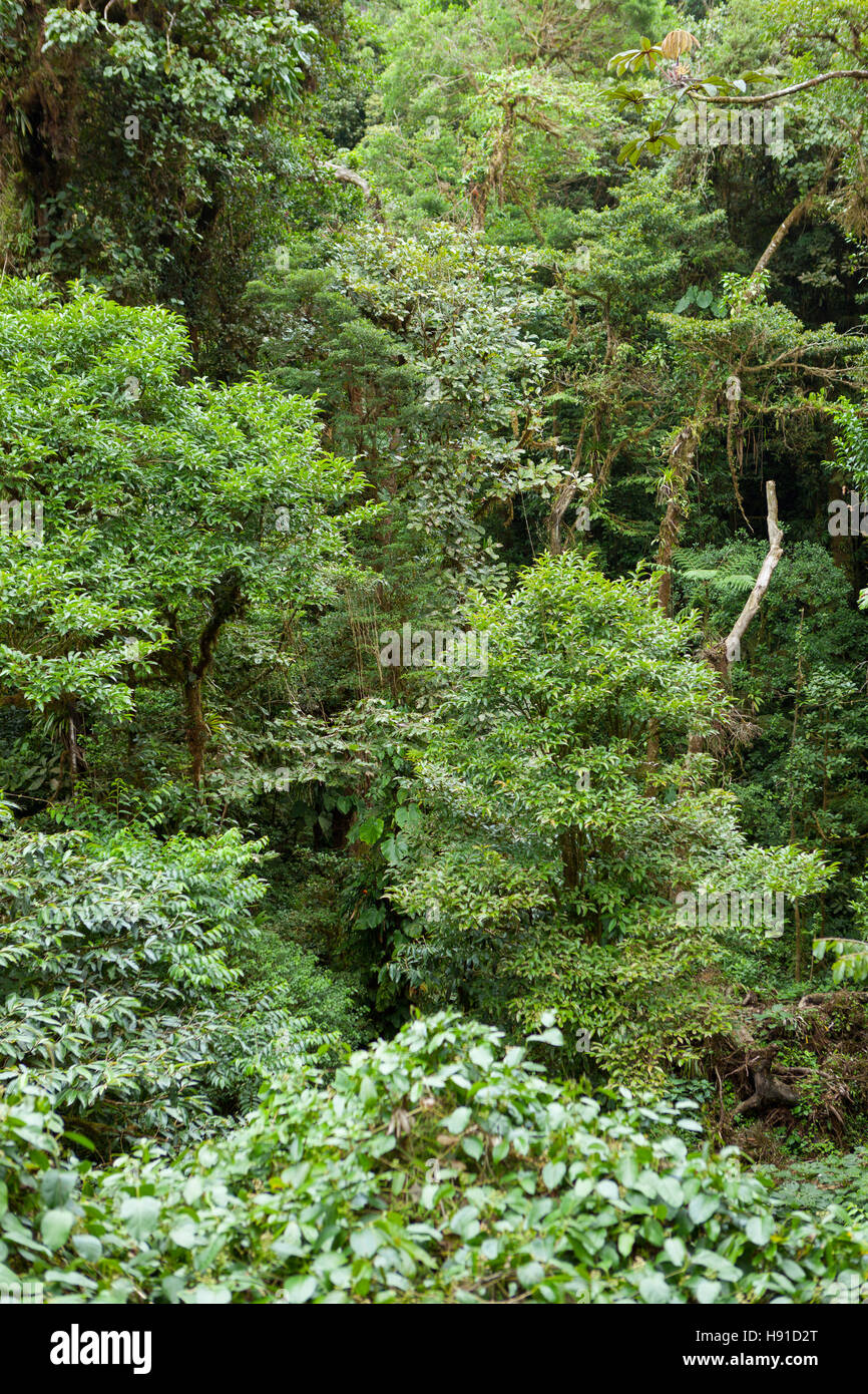 Tree foliage in rainforest Stock Photo - Alamy