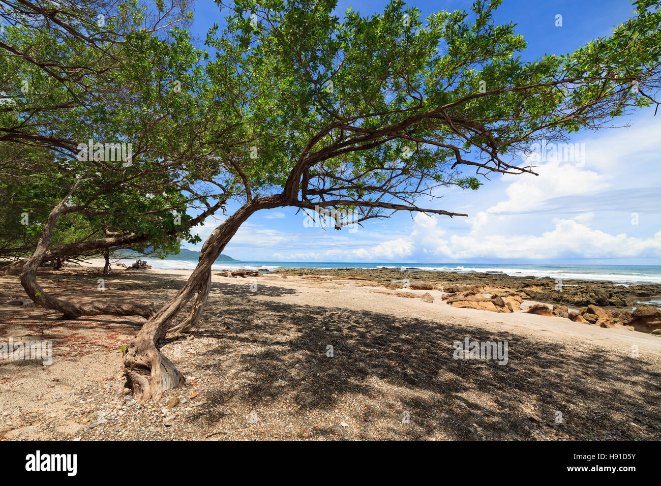 Tree on the beach Stock Photo - Alamy