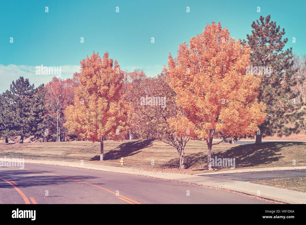Trees along the road hi-res stock photography and images - Alamy