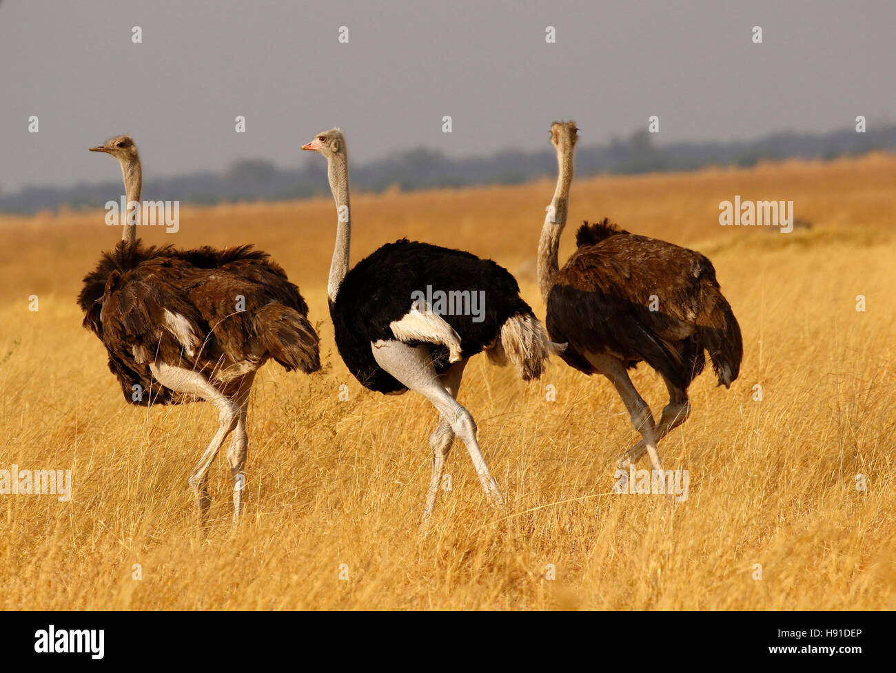 South African harem of Ostrich walking on the grassland savanna in ...