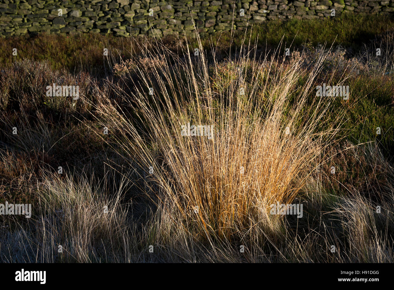 Close up of moorland grasses in autumn morning sunshine. Frost in the ...
