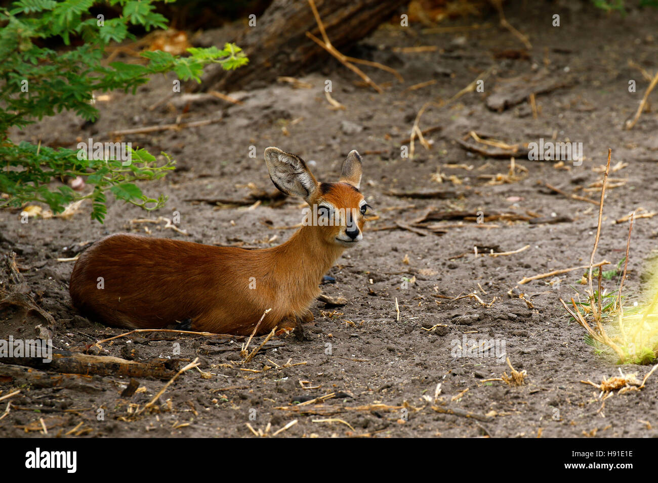 One of Africa's smallest antelope the Steenbok lay down in the shade of ...