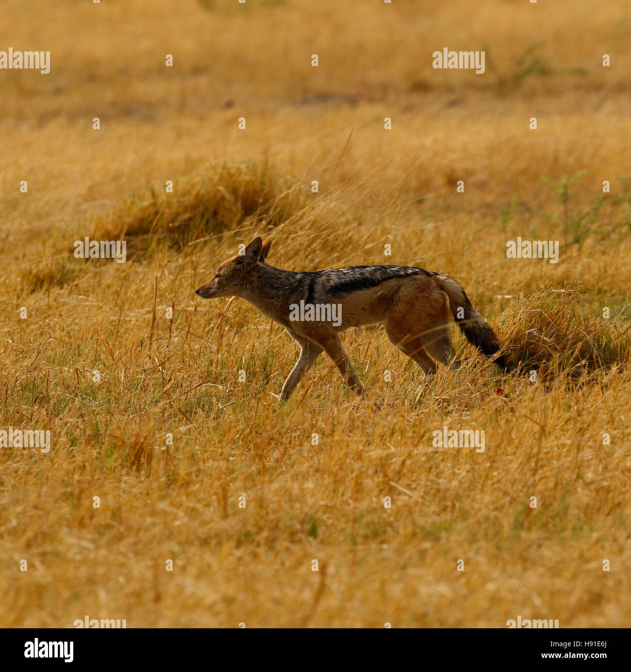 Black backed Jackal on the African plains, a medium sized predator ...