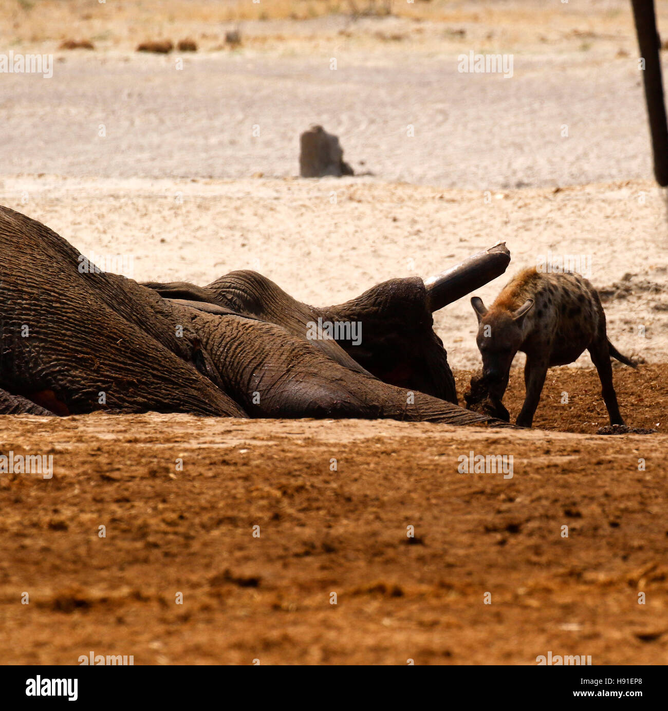 October 2016 desperate times in Savuti Botswana as the area is in a ...