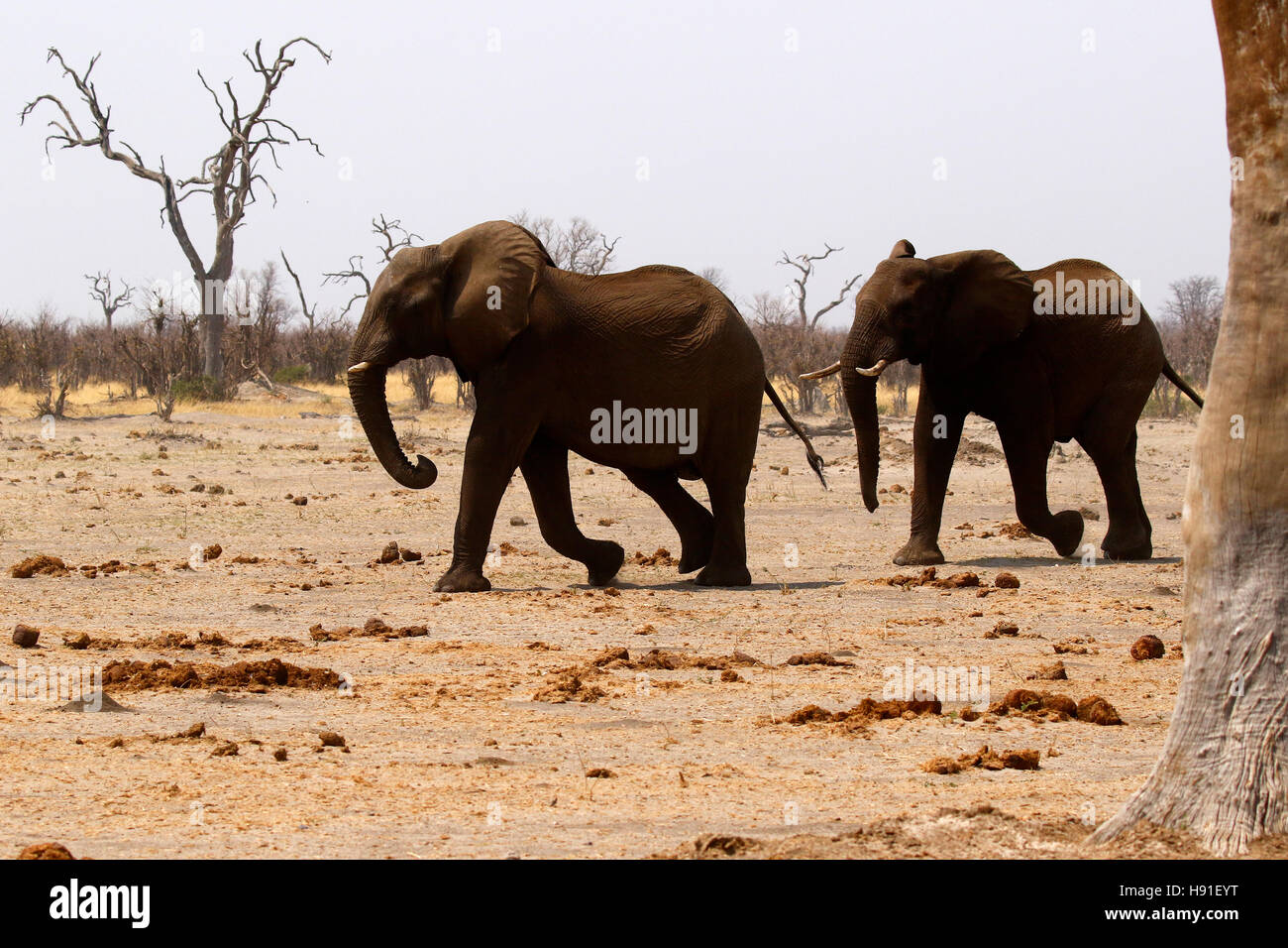 Herd of African elephants seen drinking at a waterhole during a drought ...