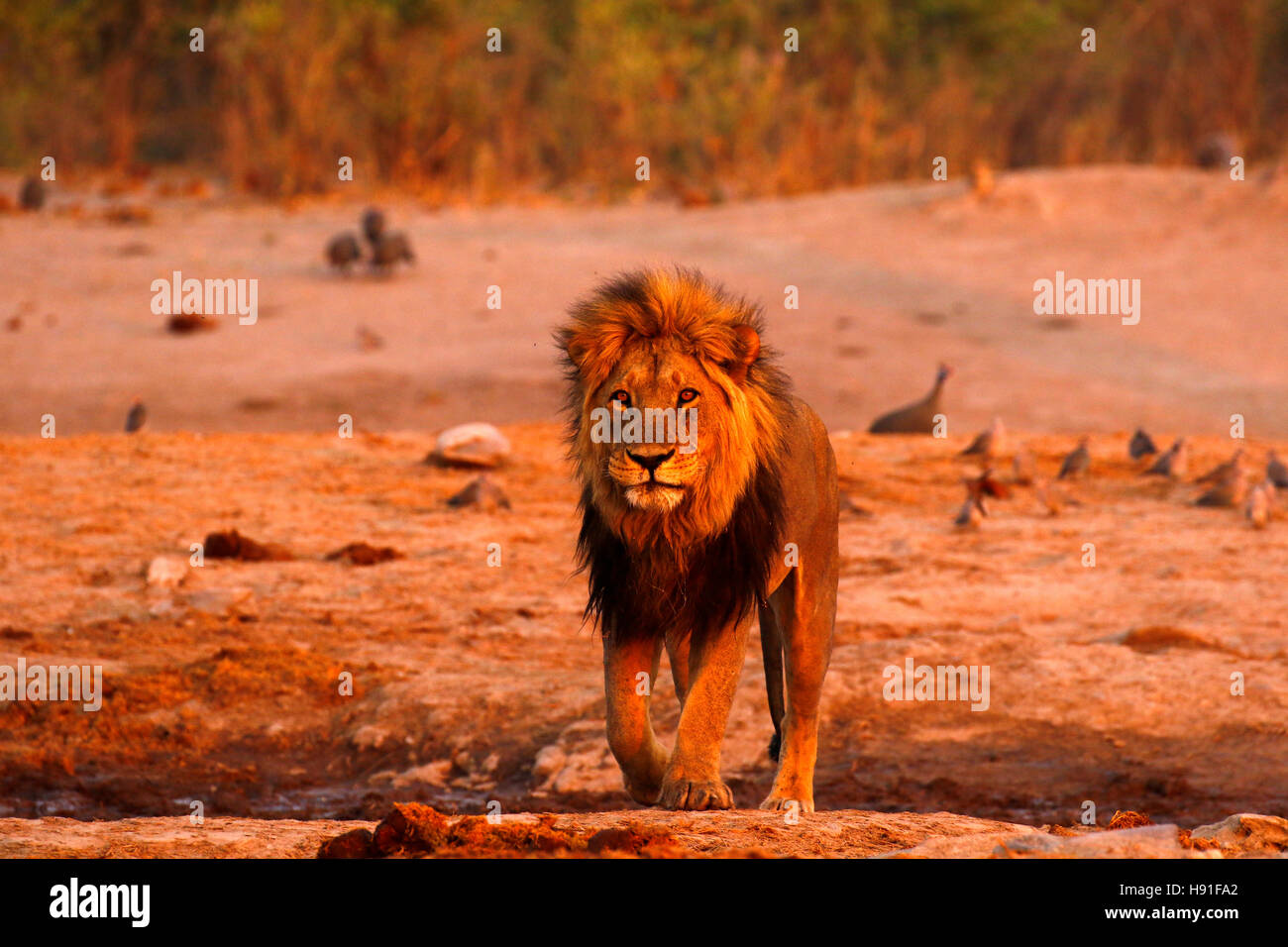 The magnificent regal Kalahari male lion a huge predator the most ...