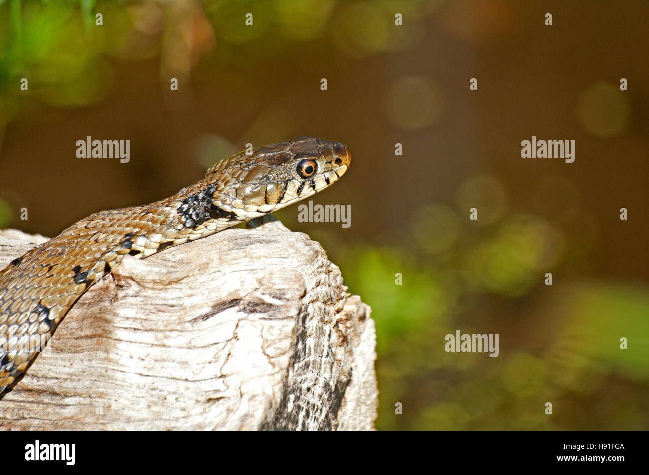 Grass Snake, Natrix Natrix Stock Photo - Alamy