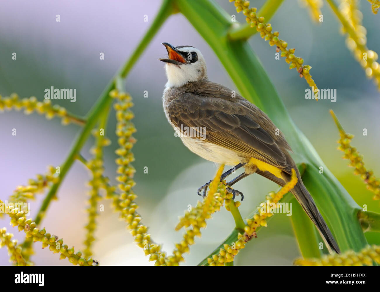 Yellow-vented Bulbul (Pycnonotus goiavier) at berry tree. Phuket island ...