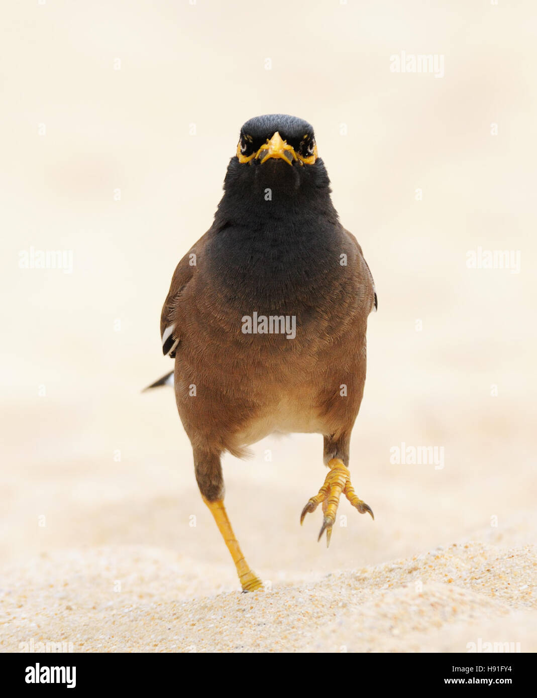 Common myna hi-res stock photography and images - Alamy