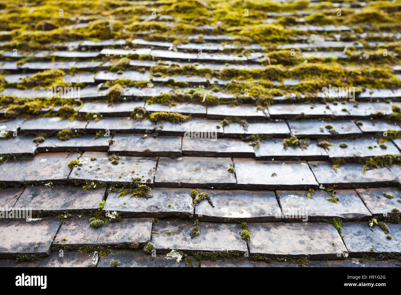 Old stone roof tiling with green moss growing over it, photo background ...