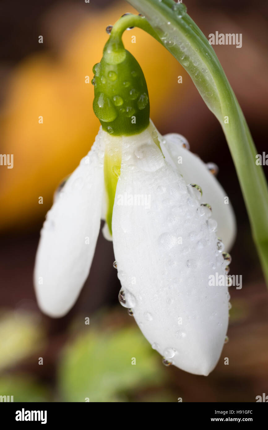 Rain drops on the open flower of the early flowering giant snowdrop ...