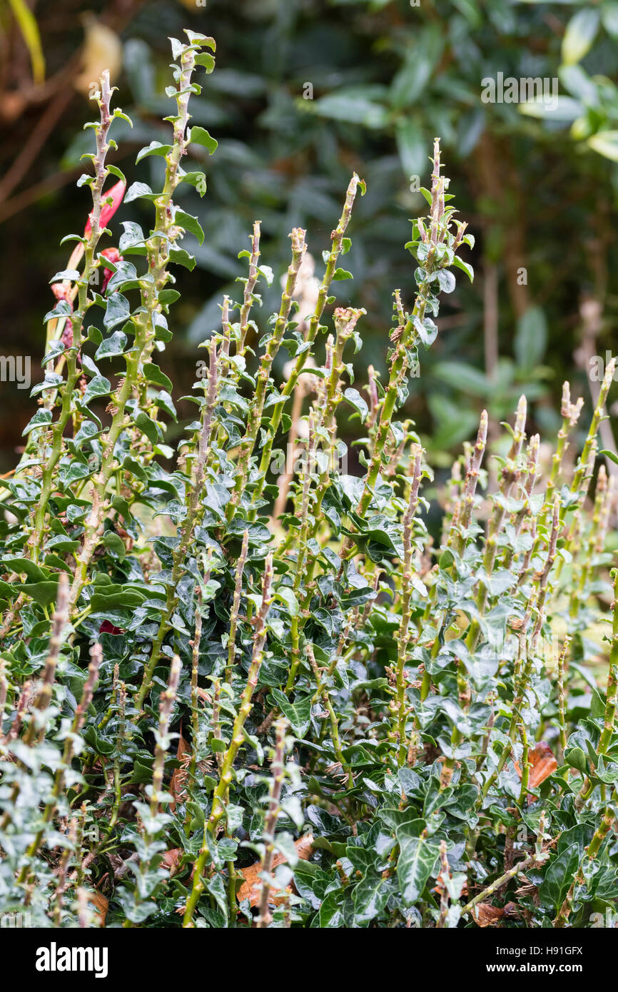 Upright growth of the non-climbing form of the English ivy, Hedera ...