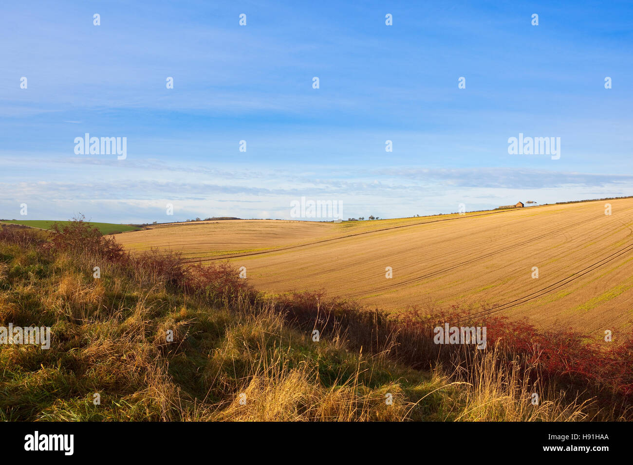 Sweeping hillside stubble fields with dry grasses and red hedgerow ...