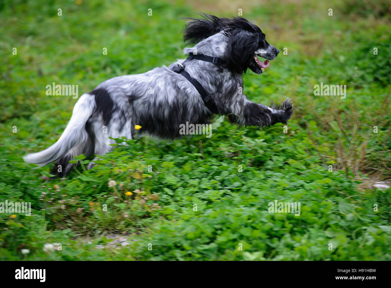 spaniel dog running on green grass, blurring Stock Photo - Alamy