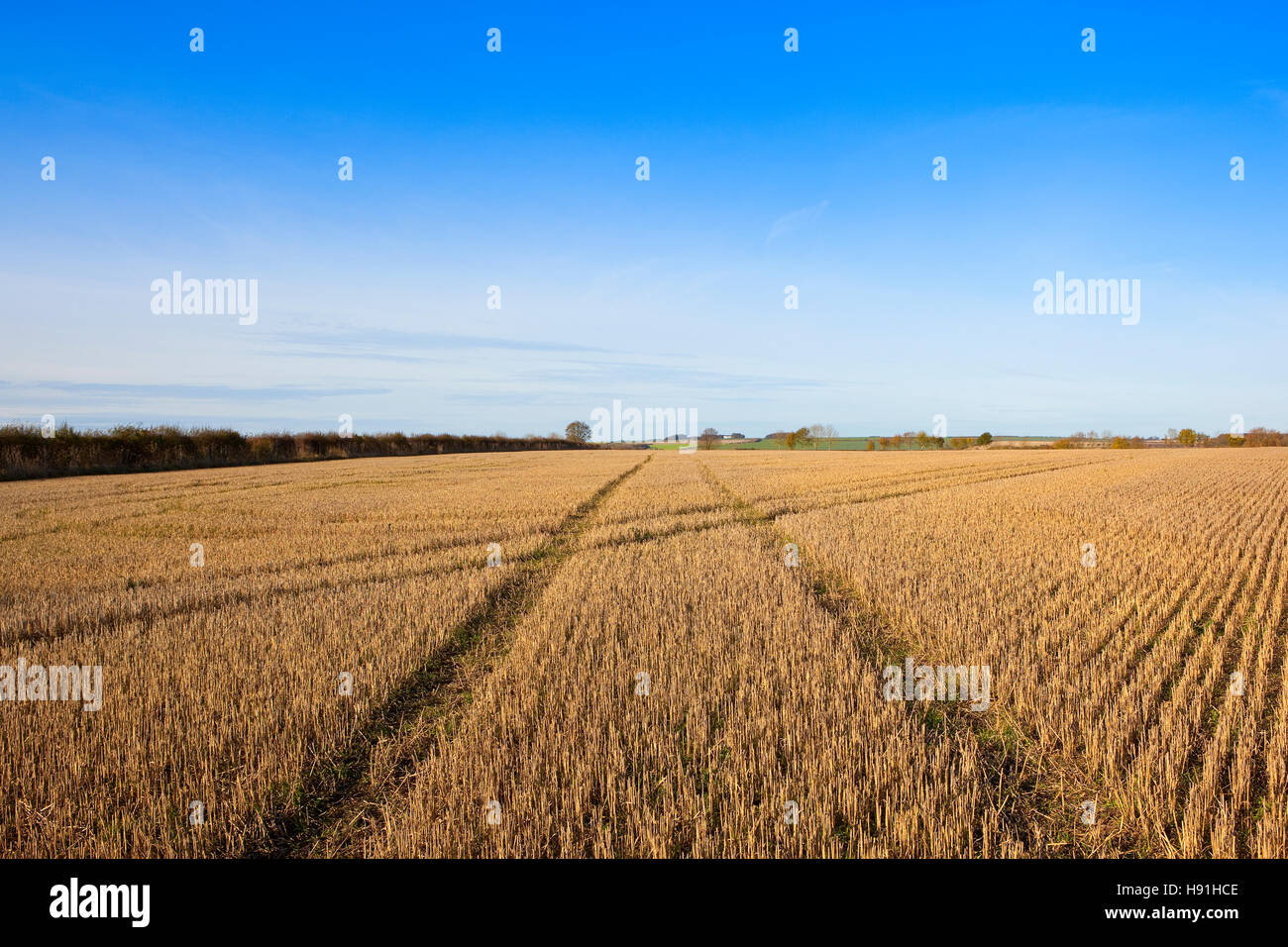 Stubble Patterns High Resolution Stock Photography and Images - Alamy